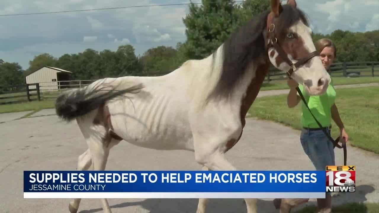 Supplies Needed To Help Emaciated Horses