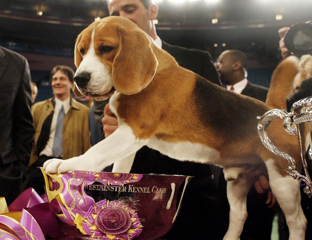 A Dog’s Life: Uno, Beagle Who Wowed Westminster, Dies At 13